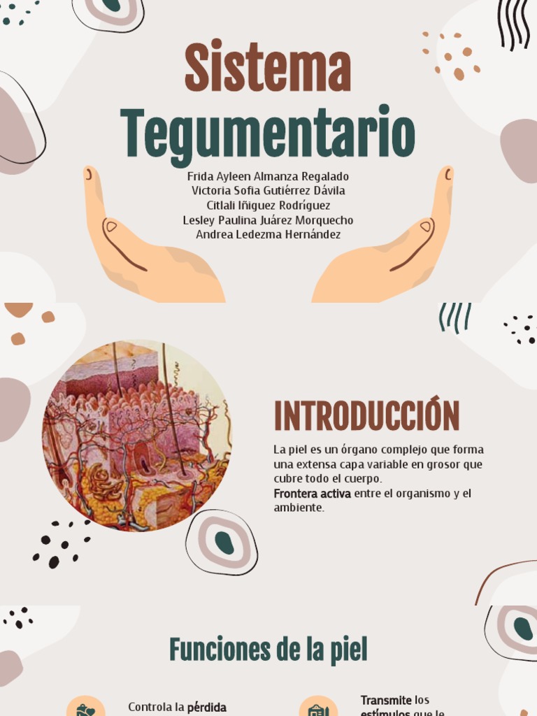 Sistema Tegumentario | PDF | Piel | Anatomia animal