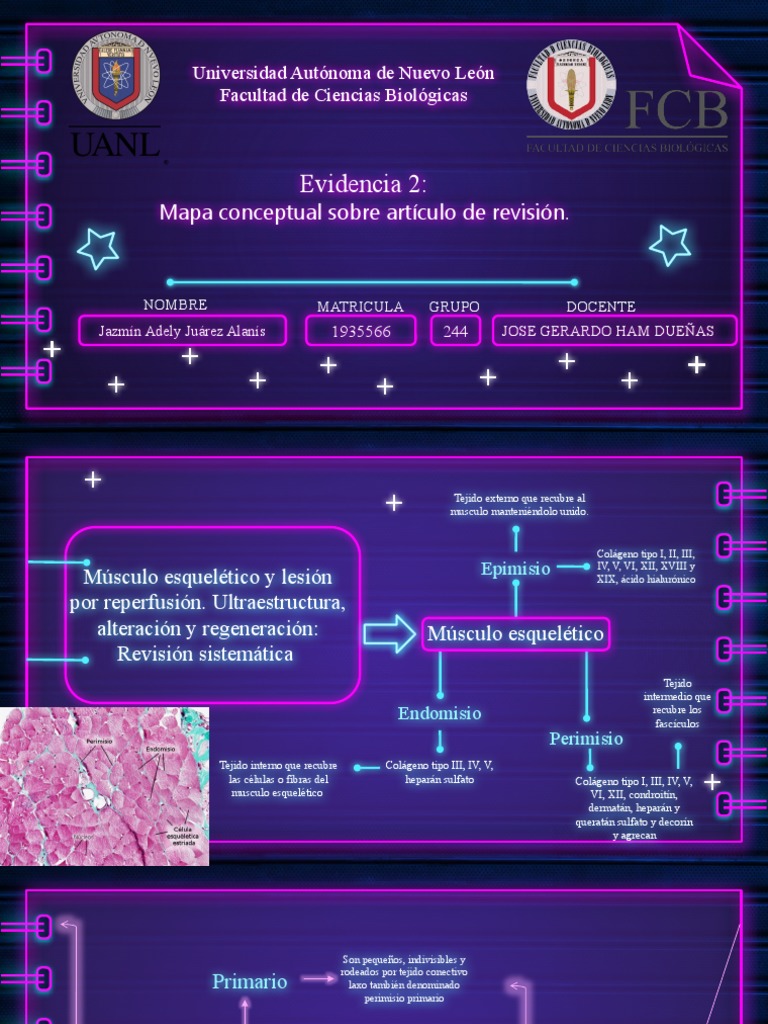 Evidencia 2.mapa Conceptual Sobre Artículo de Revisión | Descargar gratis PDF | Músculo | Tejido ...