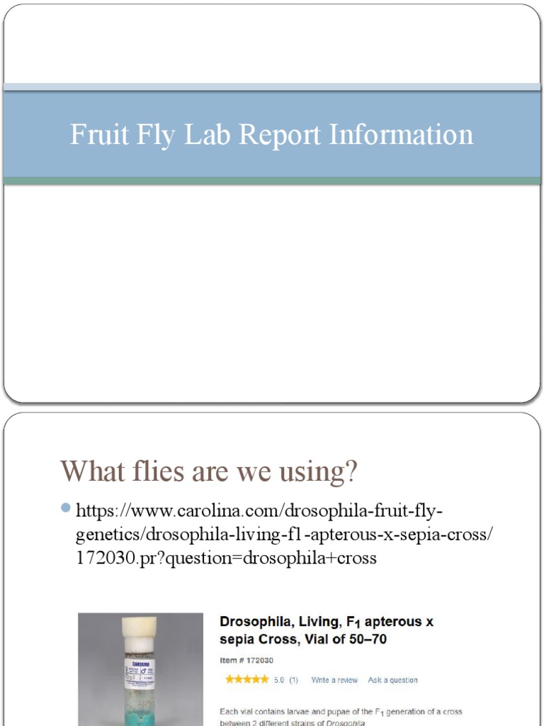Fruit Fly Lab Report Information | PDF | Dominance (Genetics) | Genotype