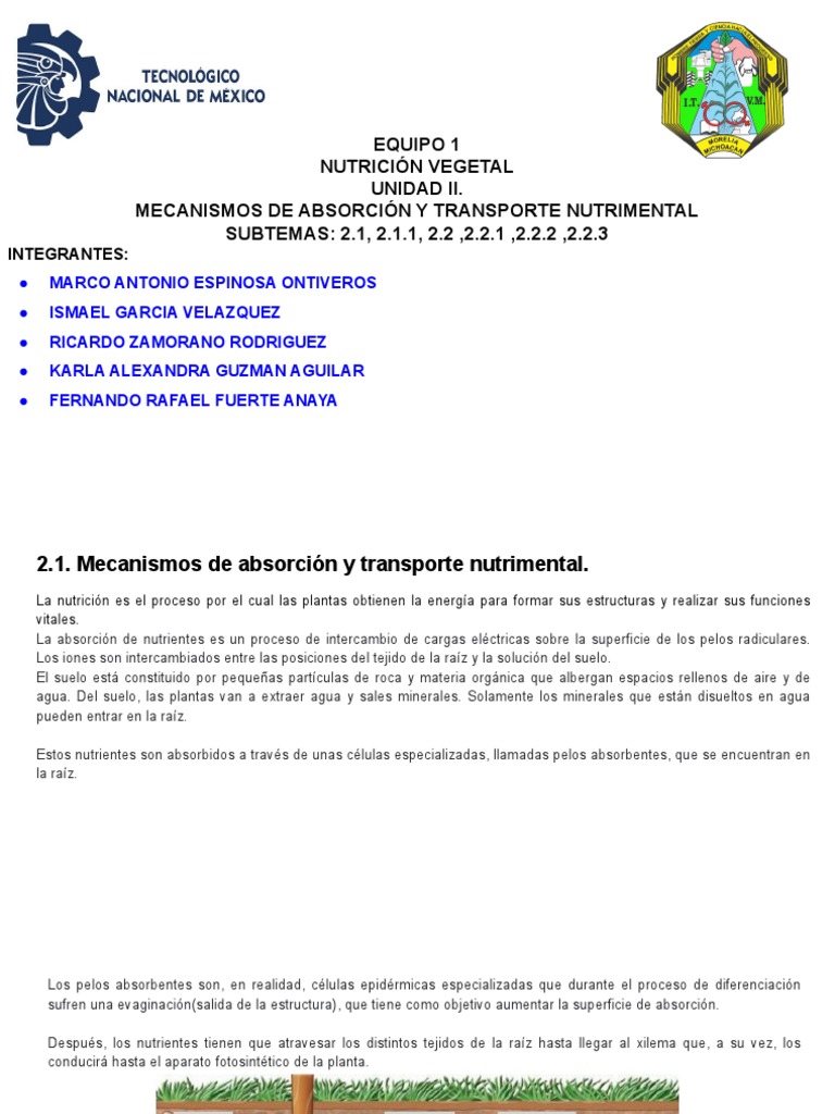 Mecanismos de Absorcion y Transporte Nutrimental. | PDF | Raíz | Plantas Mecanismos de Absorcion y Transporte Nutrimental. | PDF | Raíz | Plantas