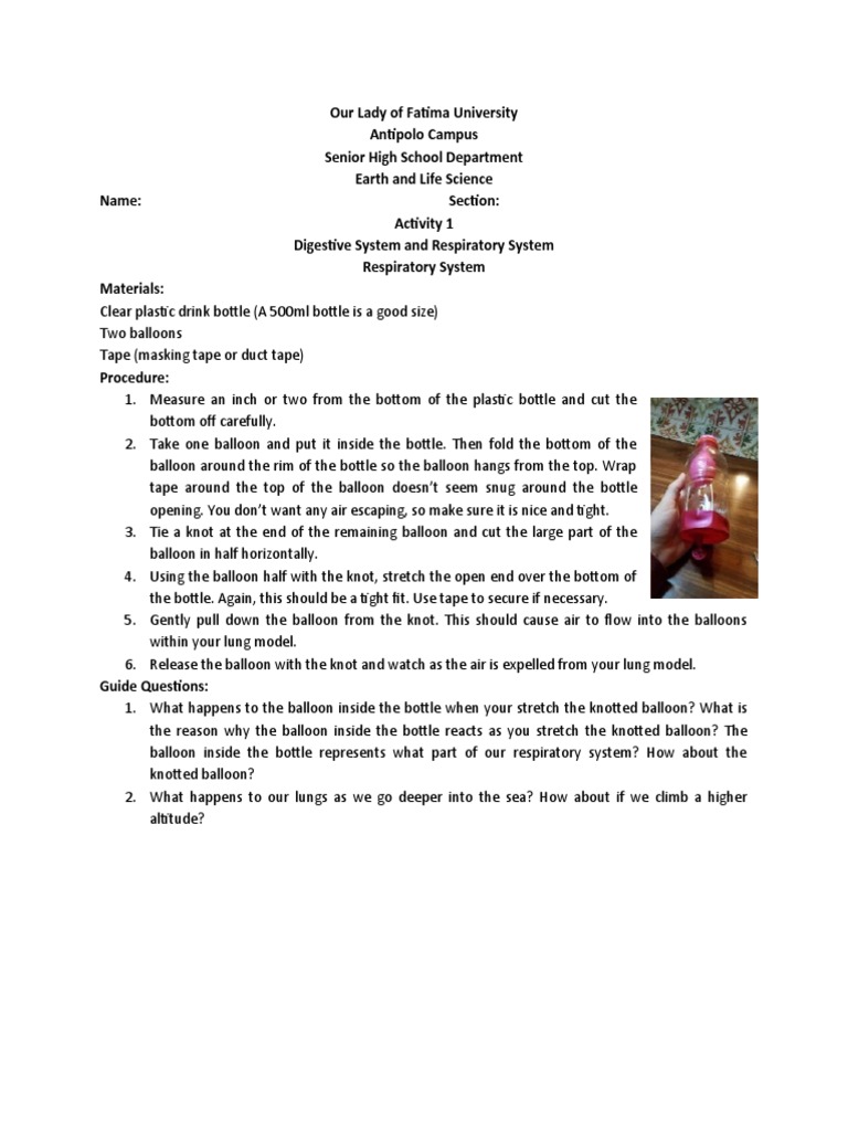 Respiratory and Digestive System Project | PDF | Balloon | Respiratory ...