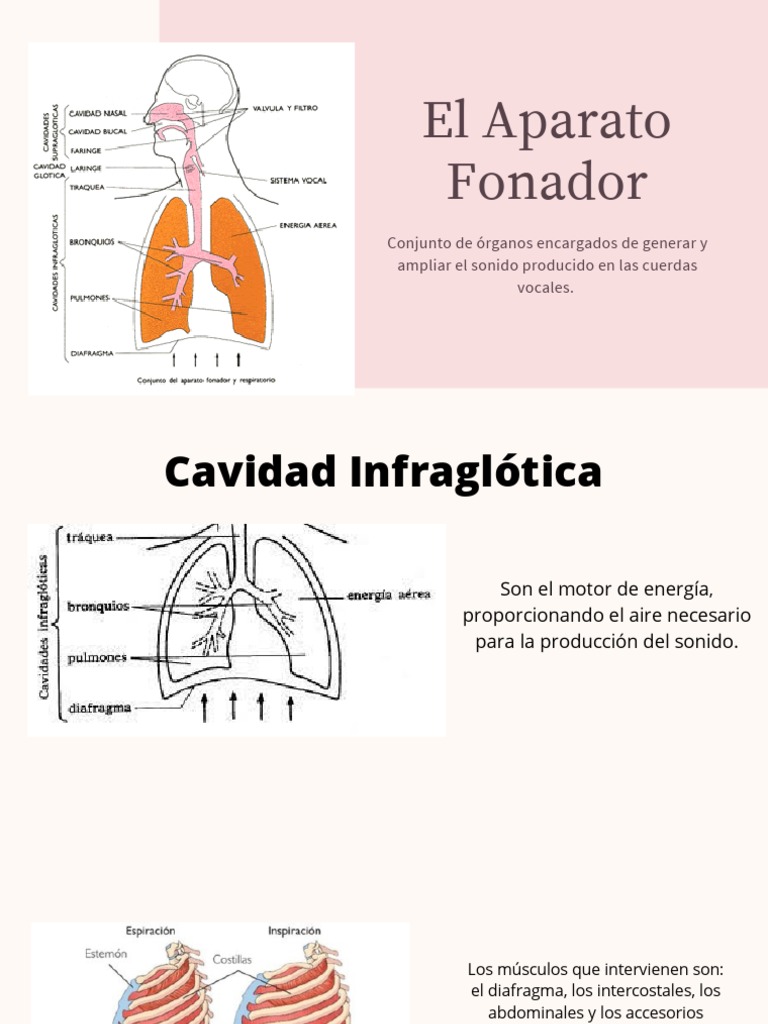 El Aparato Fonador | PDF