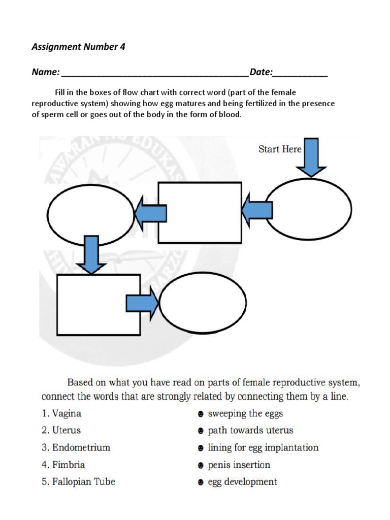 Female Reproductive System Flow Chart