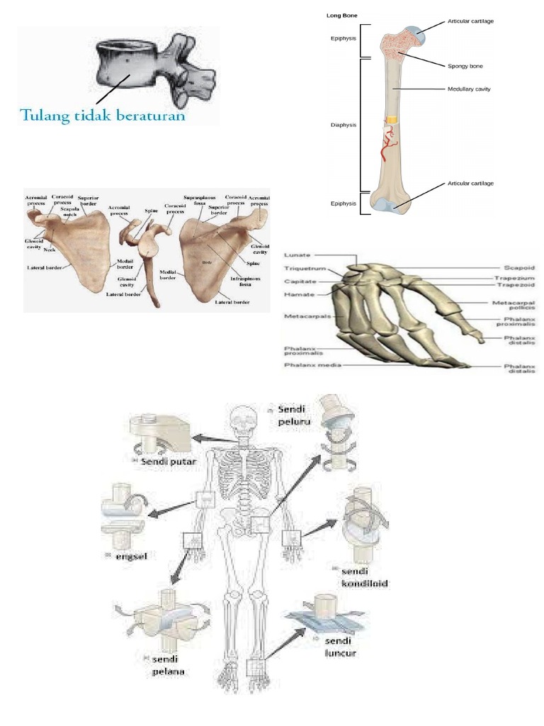 Jenis Tulang | PDF