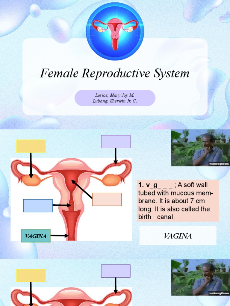 Female Reproductive System - 1 | PDF | Menstrual Cycle | Uterus