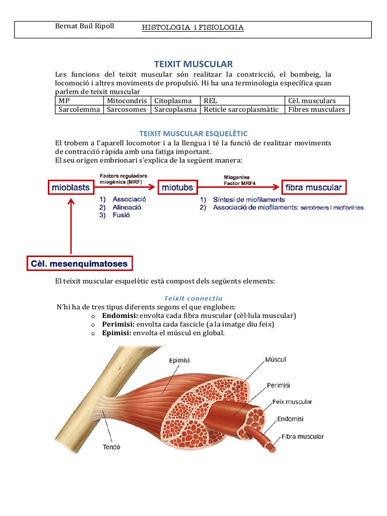Teixit Muscular | PDF