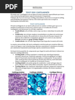 CAFE ANATOMIA Tema 03 Teixit Connectiu (I) | PDF