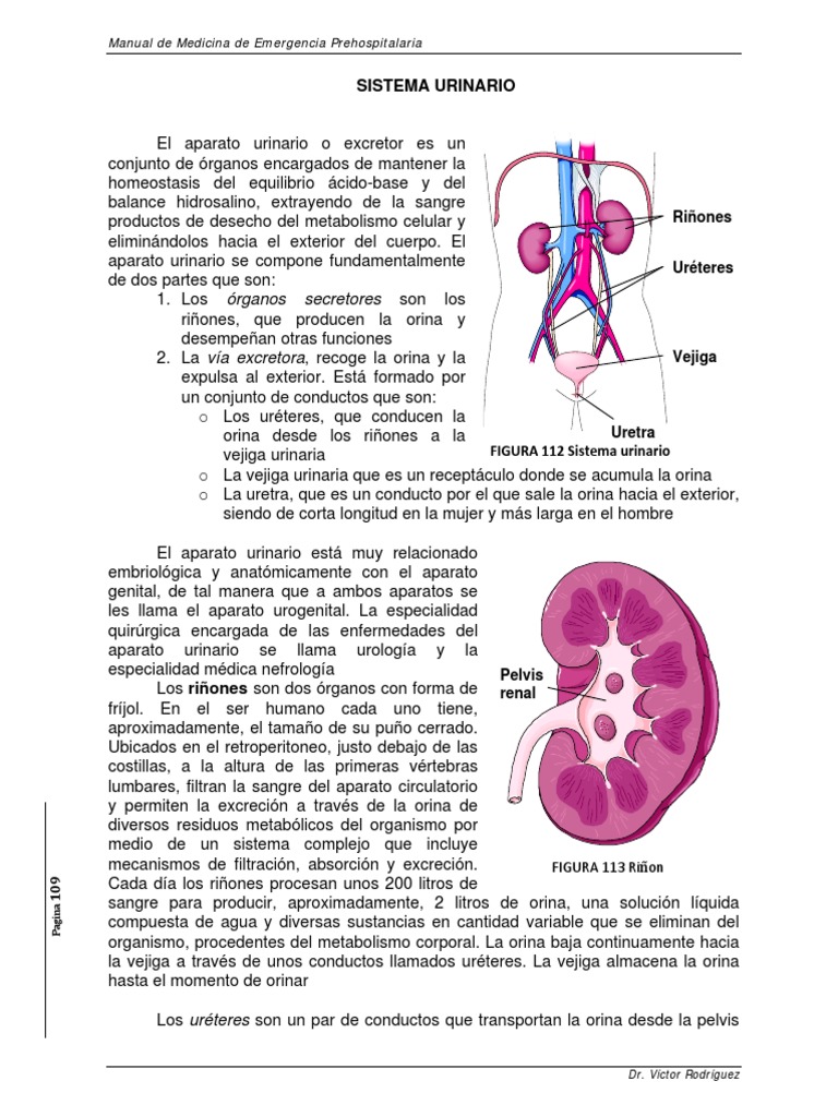 Sistema Urinario | PDF | Sistema urinario | Riñón