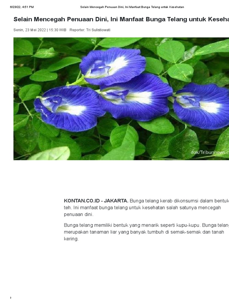 Selain Mencegah Penuaan Dini, Ini Manfaat Bunga Telang Untuk Kesehatan ...