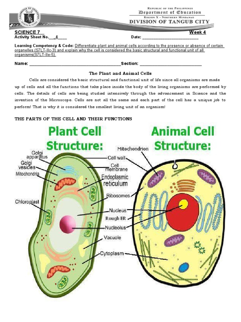 SCIENCE 7 Q2 Week 4 | PDF | Cell (Biology) | Organelle