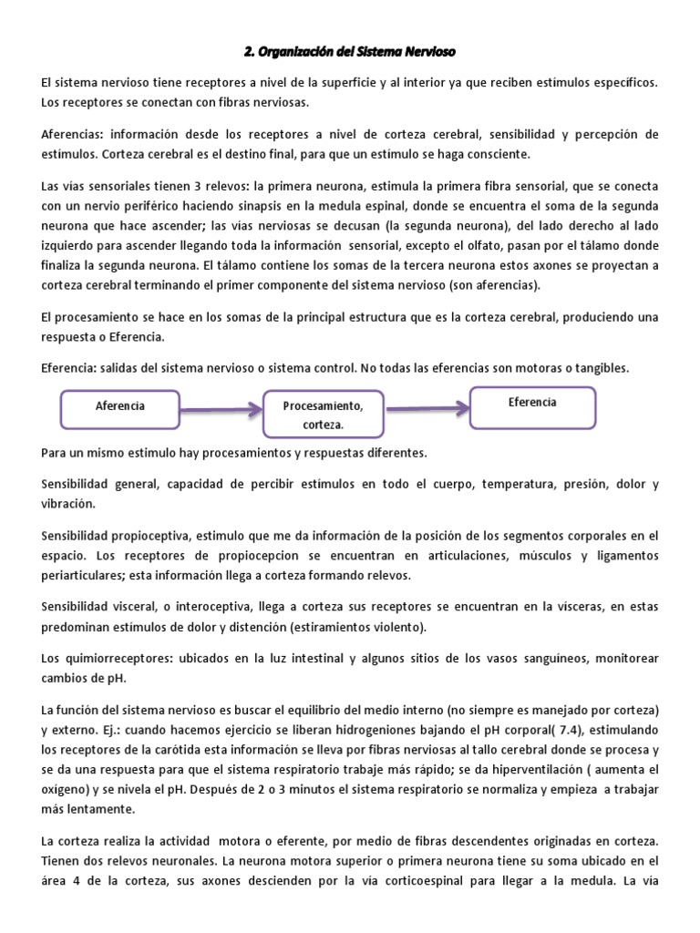 Resumen Primer Corte | PDF | Cerebelo | Médula espinal