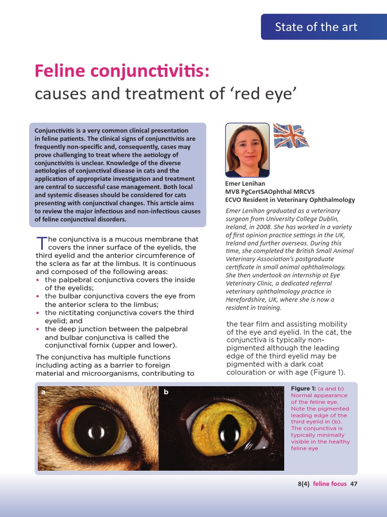 Feline Conjunctivitis Guide | PDF