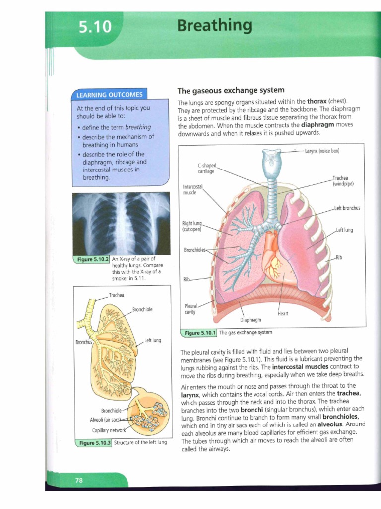 The Mechanics of Human Breathing: The Role of the Diaphragm, Ribcage, and Intercostal Muscles in ...