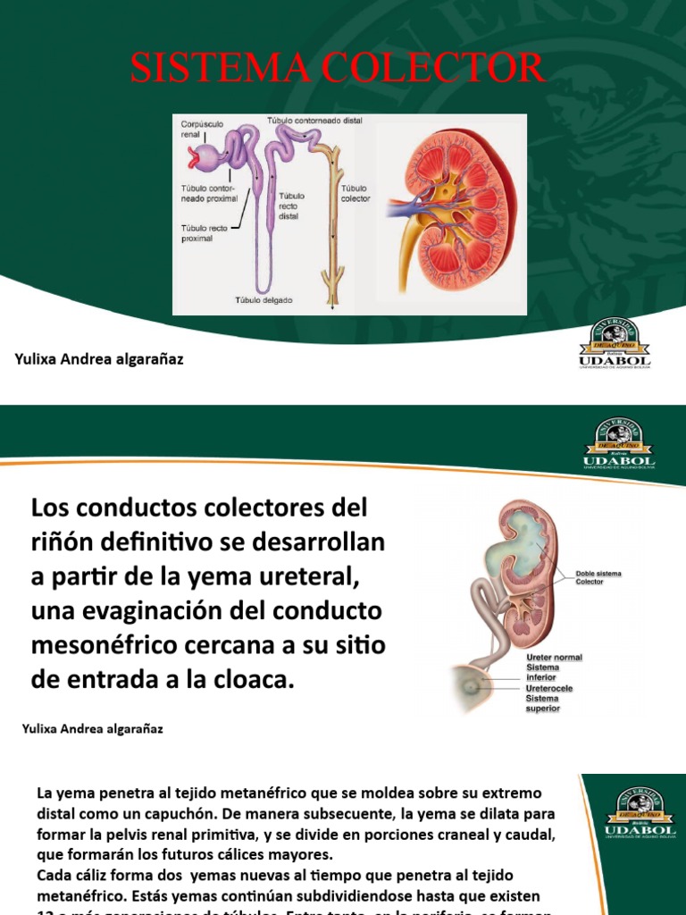 Sistema Colector | PDF