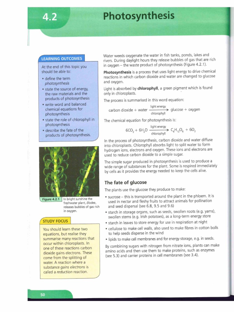 Photosynthesis Study Guide | PDF | Leaf | Photosynthesis