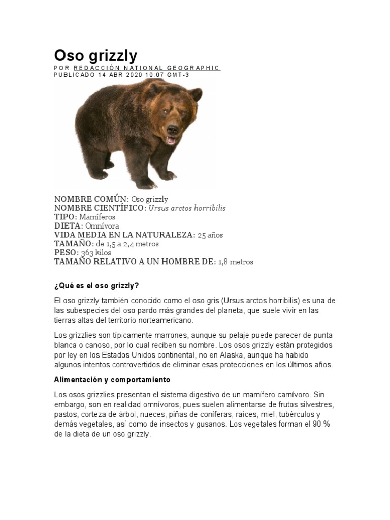Información sobre el oso grizzly | PDF | Oso grizzly | Fauna