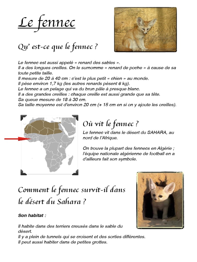Informations sur le fennec | PDF