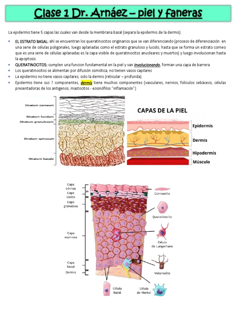 CLASE PIEL Y FANERAS - DR ARNAEZ Resumen Borrador 1 | PDF | Piel ...