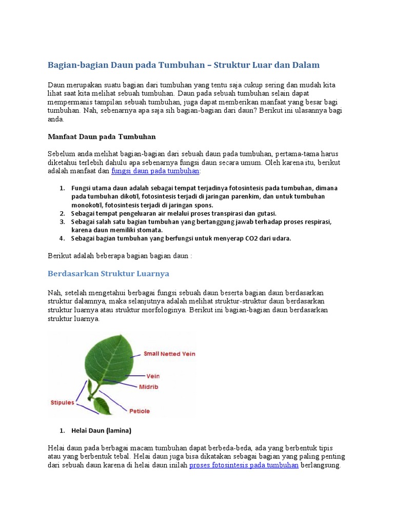 Bagian-Bagian Daun Pada Tumbuhan - Struktur Luar Dan Dalam | PDF