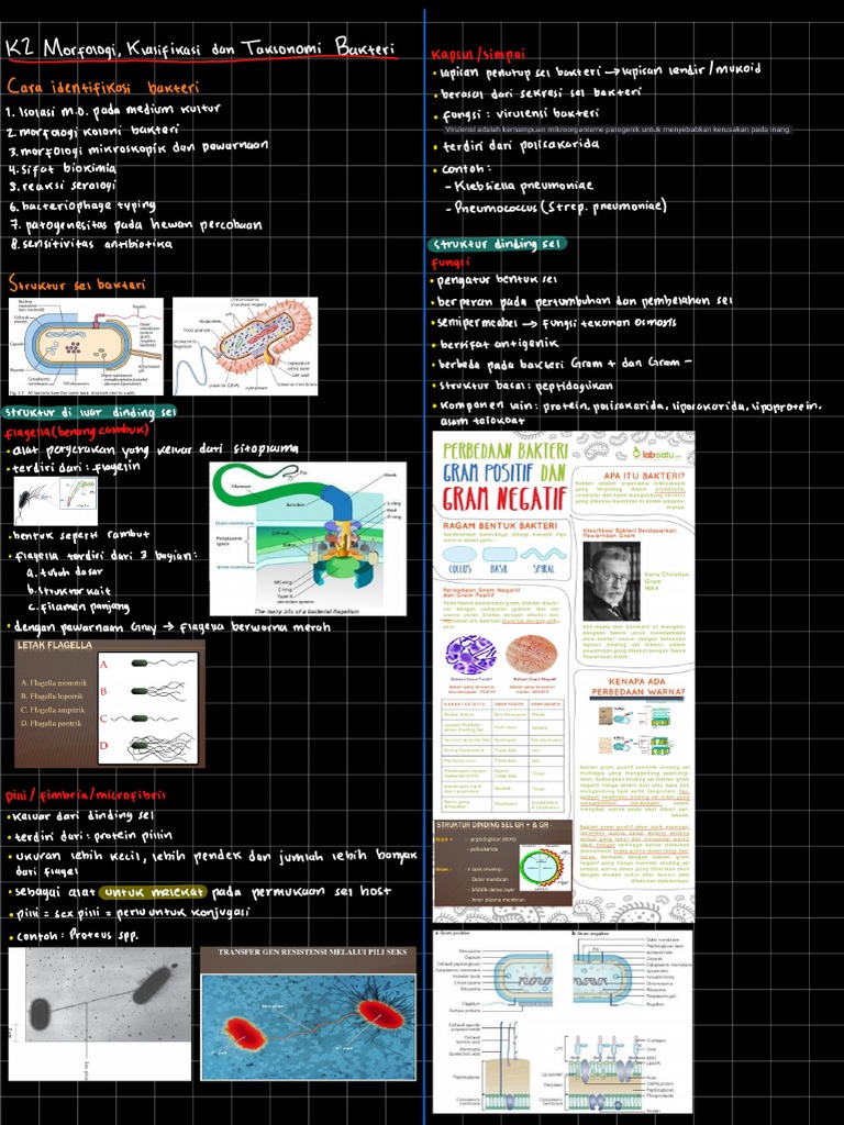 (N) MB1 (K) - K2-Morfologi, Klasifikasi Dan Taksonomi Bakteri | PDF