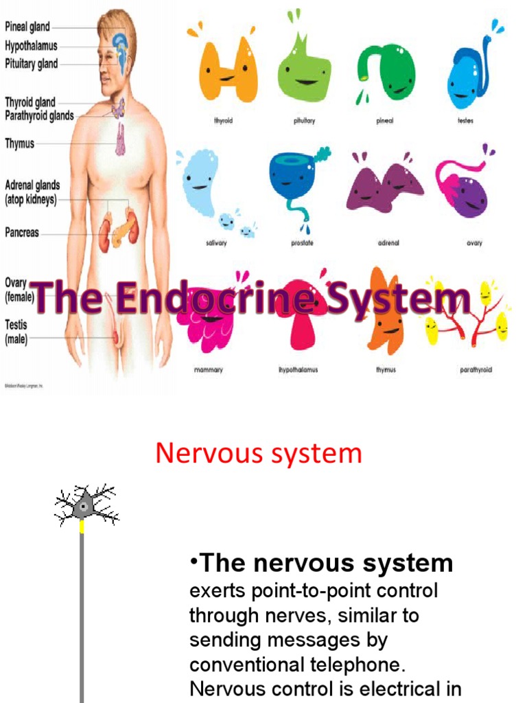 The Endocrine System Lesson 1 | PDF | Endocrine System | Hormone