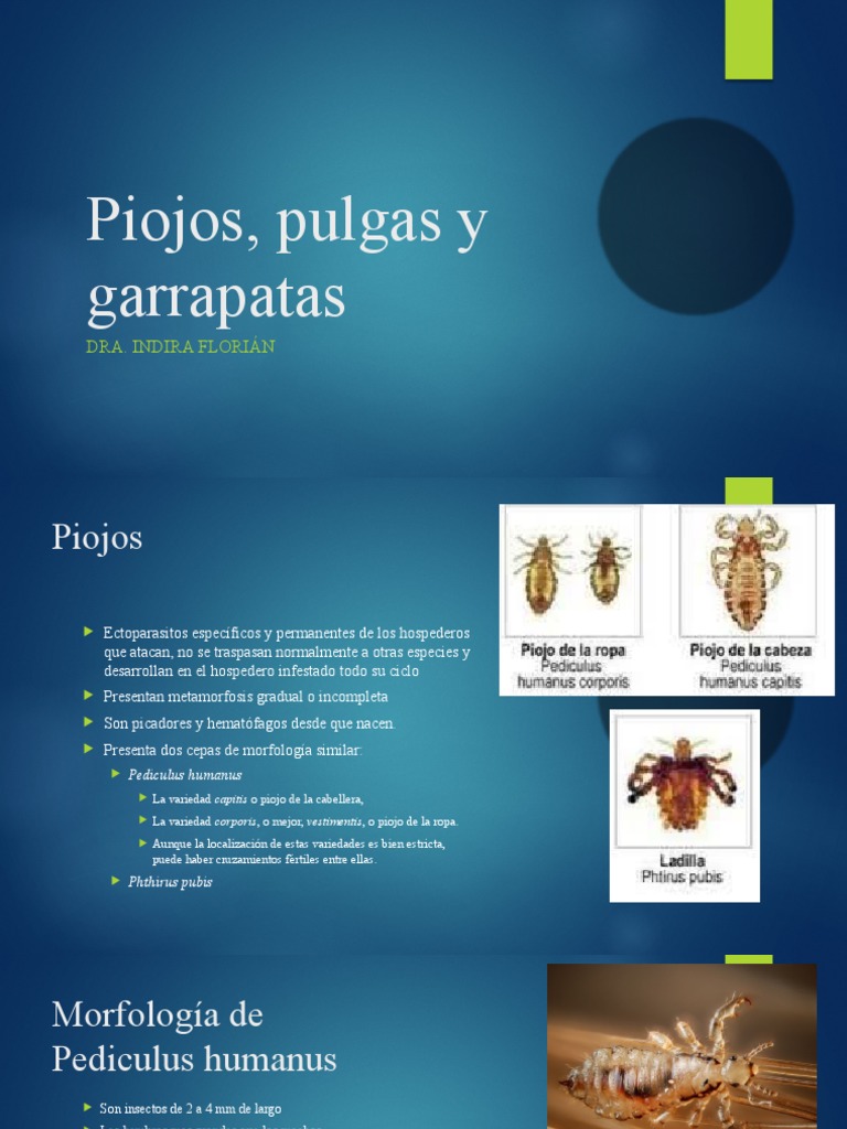 Piojos, Pulgas | PDF