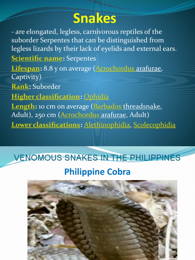 First Aid For Snake Bites | PDF | Snake | Lepidosaurs