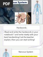 Class 5-Science Notes-The Nervous System | PDF | Brain | Nerve