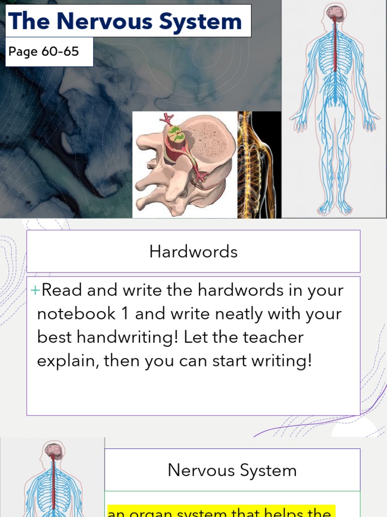 Grade 5 Nervous System PPT Disc | Download Free PDF | Nervous System | Central Nervous System