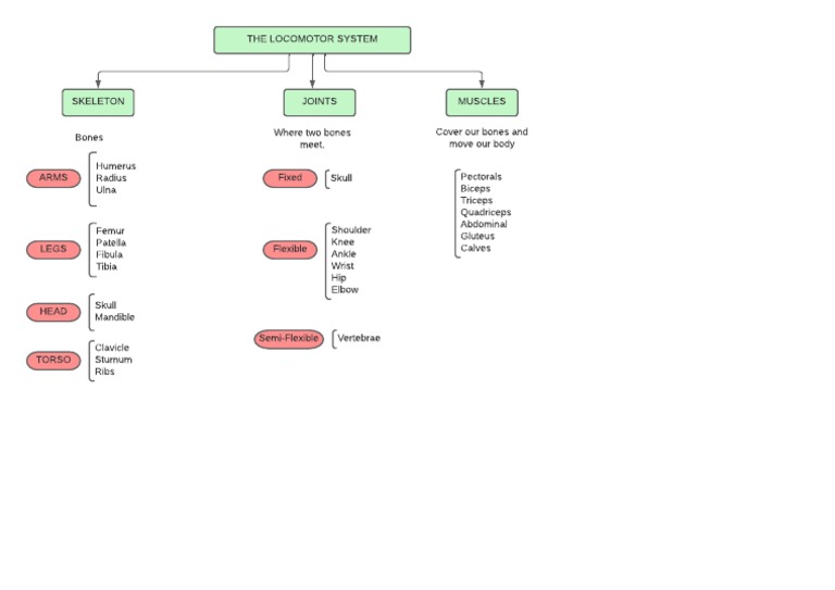 The Locomotory System | PDF