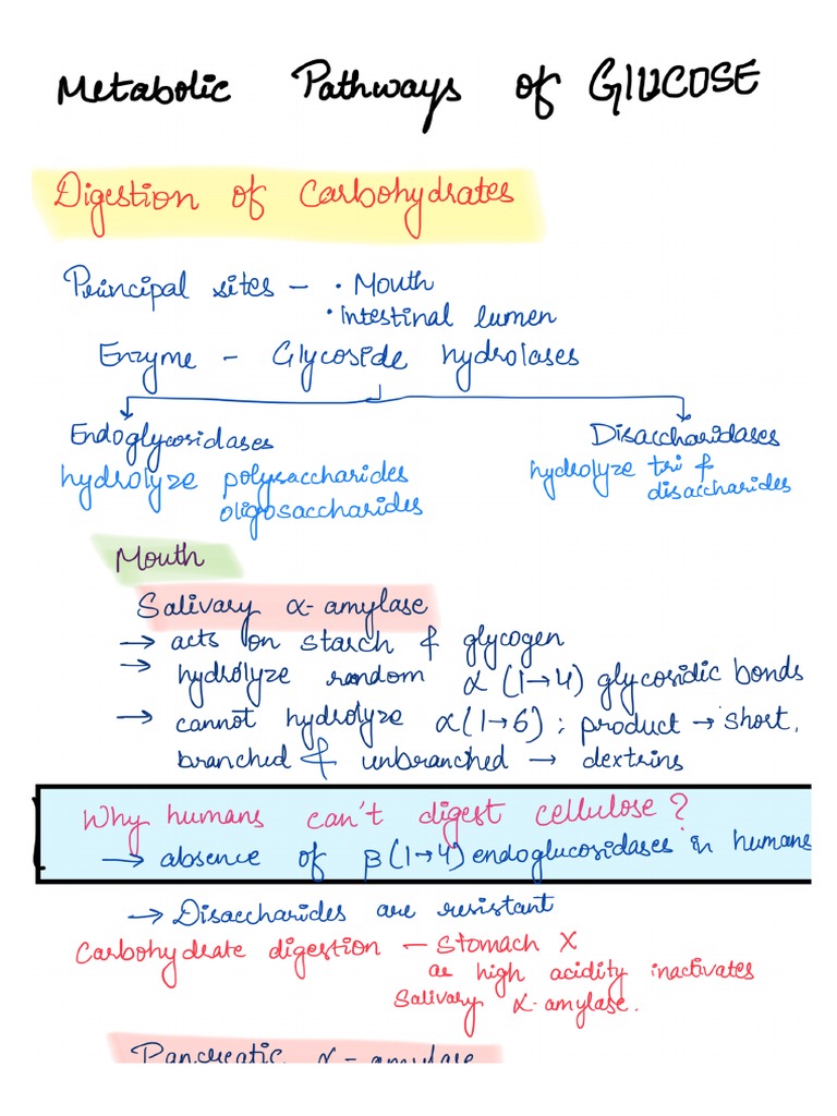 Metabolic Pathways of GLUCOSE | PDF