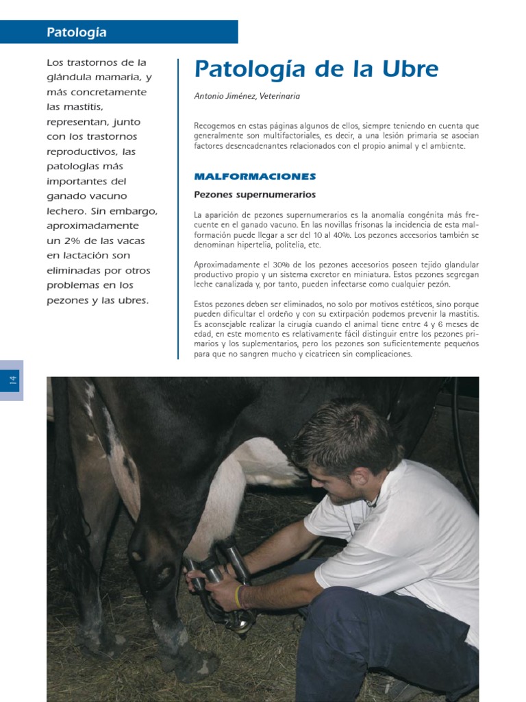 5 Patología de La Ubre | PDF | Vacas | Especialidades Medicas