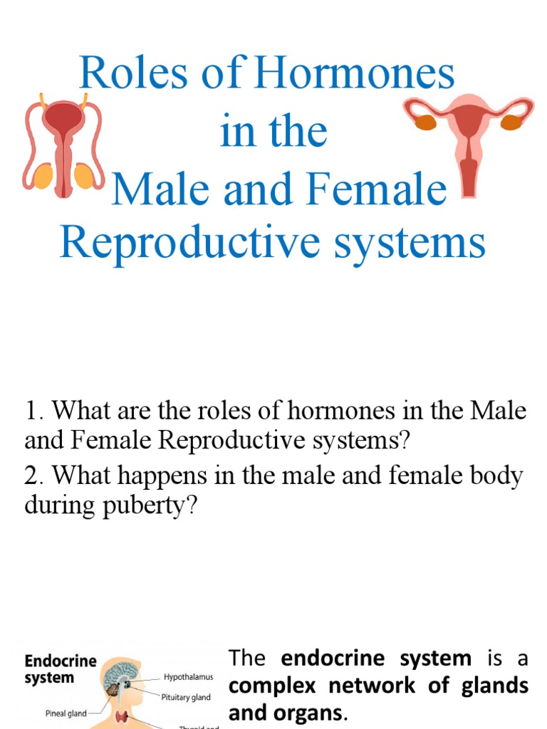 Lesson 3.2 Roles of Hormones in The Reproductive System | PDF ...