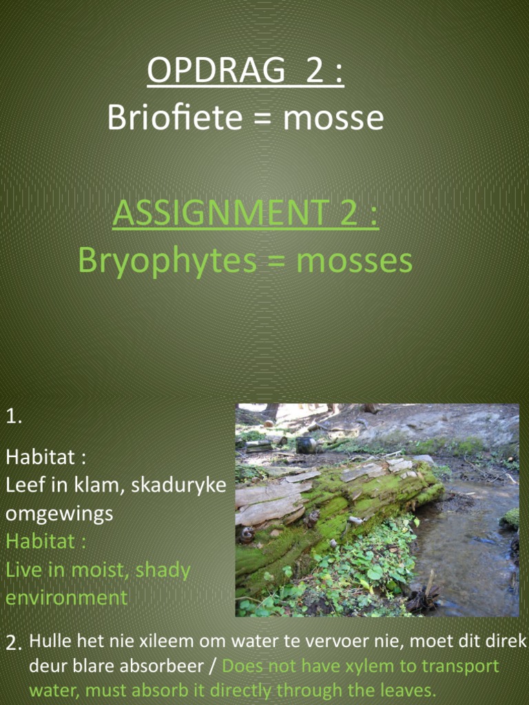 Opdrag 2 Mosse | PDF | Plants | Botany