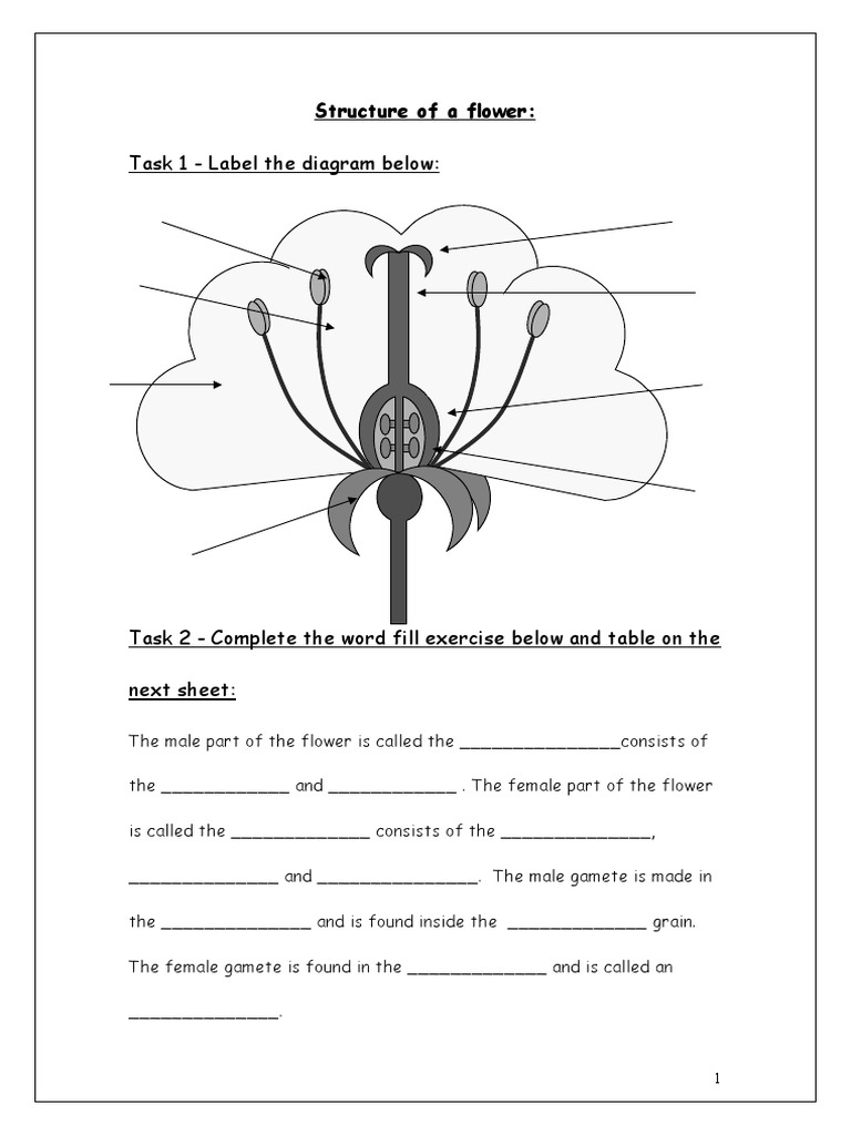 Plant Reproduction Booklet | PDF | Flowers | Seed