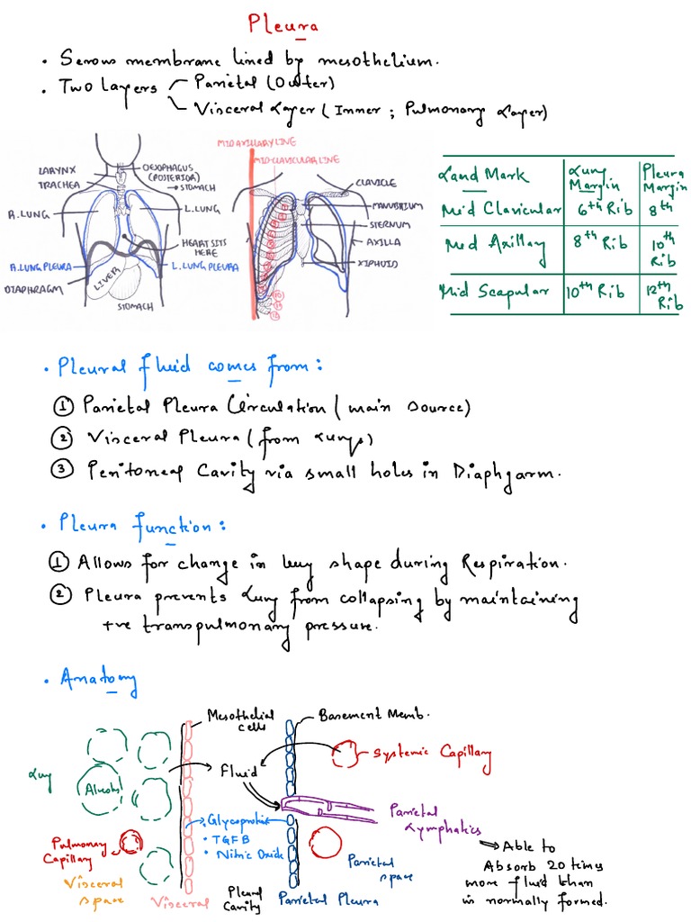 Pleura | PDF | Thorax (Human Anatomy) | Respiratory System