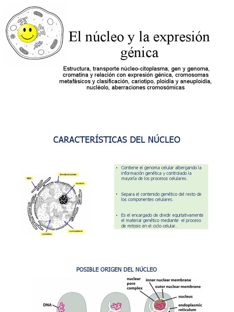 8. El núcleo y la expresión génica | PDF | Nucleo celular | Cromosoma