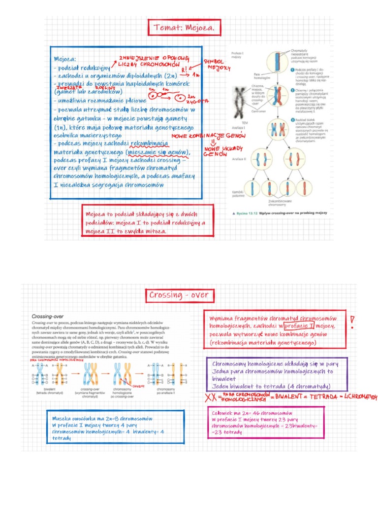 4.9 Mejoza - Docx-1c | PDF