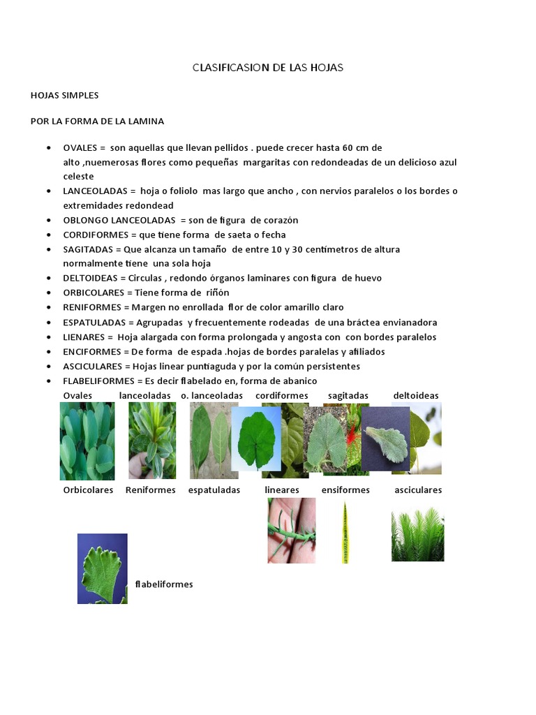 Ronal Clasificacion de Las Hojas | PDF | Hoja | Tallo de la planta