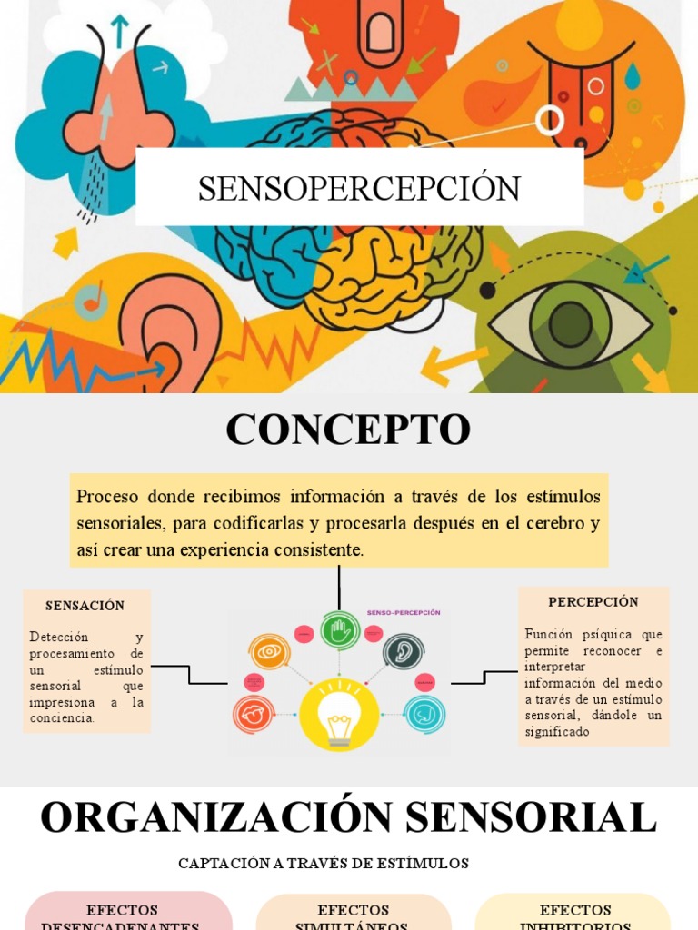 Sensopercepcion 2 | PDF | Percepción | Sistema nervioso