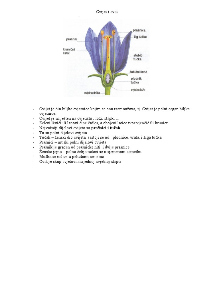 Cvijet | PDF