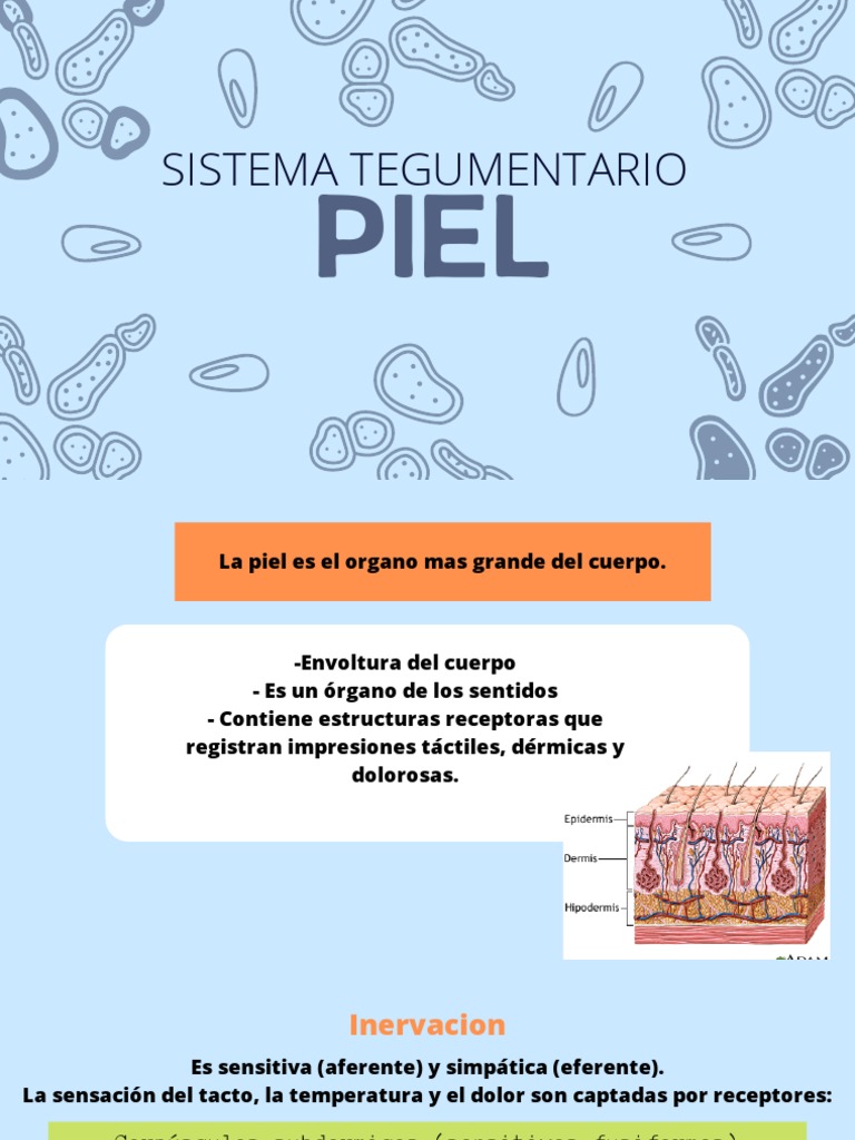 Sistema Tegumentario | PDF | Piel | Anatomía