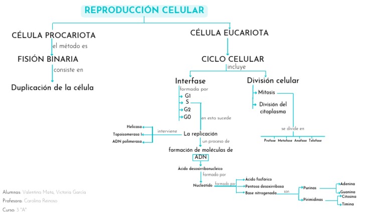 Red Conceptual de Reproducción Celular | PDF | Adn | Procesos celulares