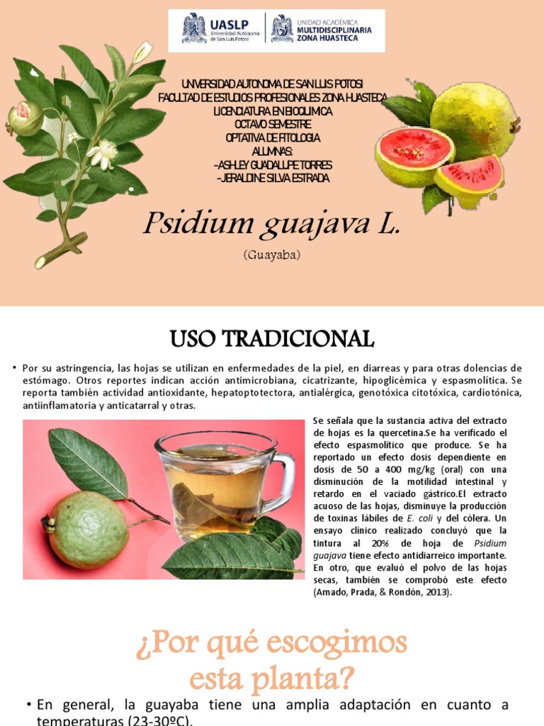 Exposicion de Guayaba | PDF | Hoja | Tallo de la planta