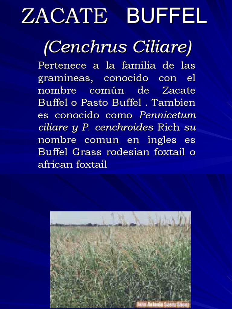 Características y manejo del zacate buffel (Cenchrus ciliare), un pasto ...