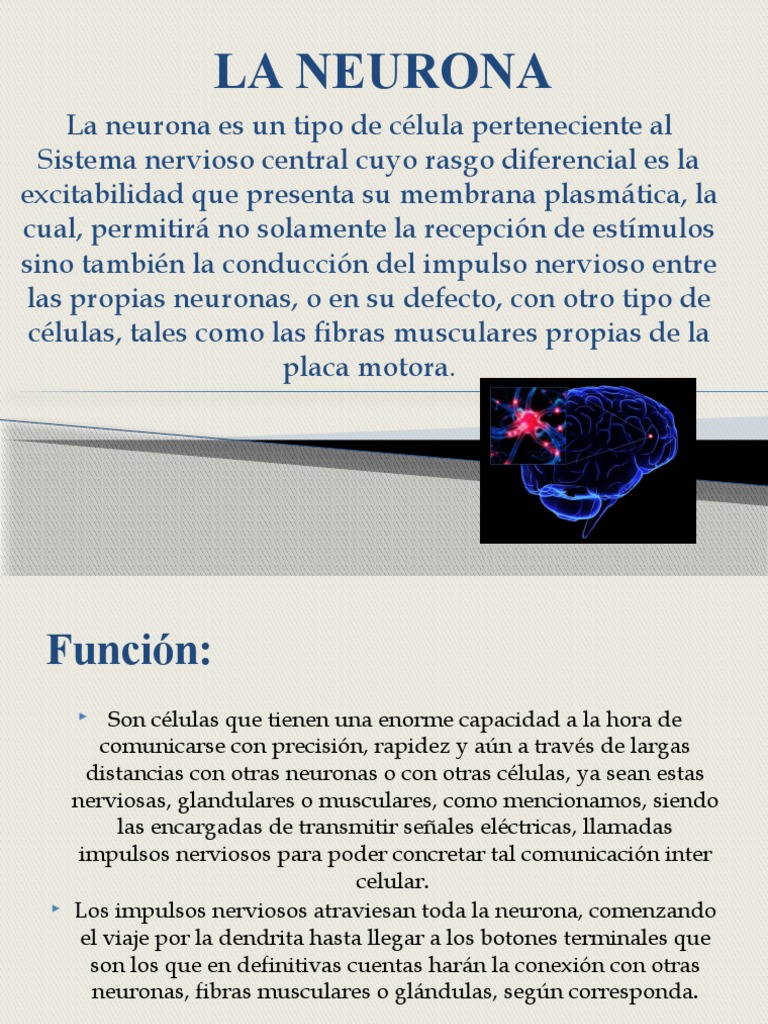 Presentacion Neuronas | PDF | Neurona | Sinapsis