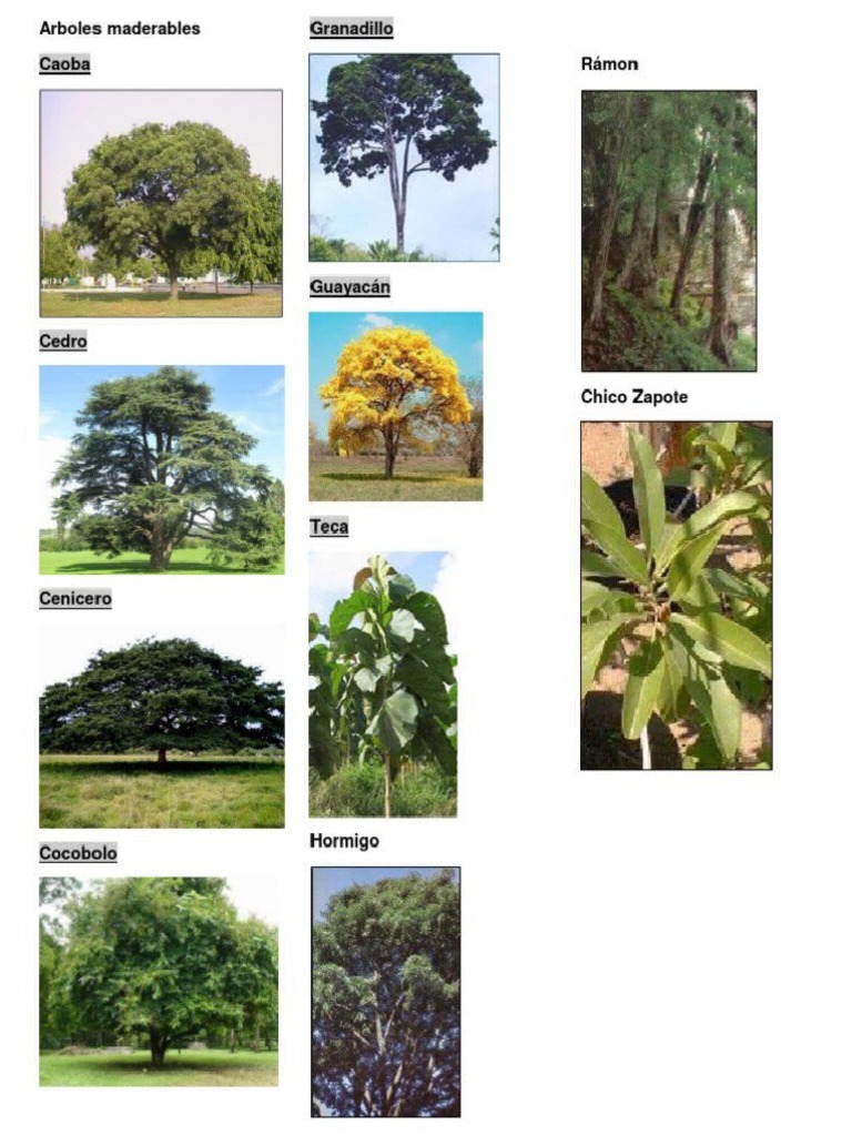 Árbol Maderable | PDF | Cartílago | Tejido conectivo