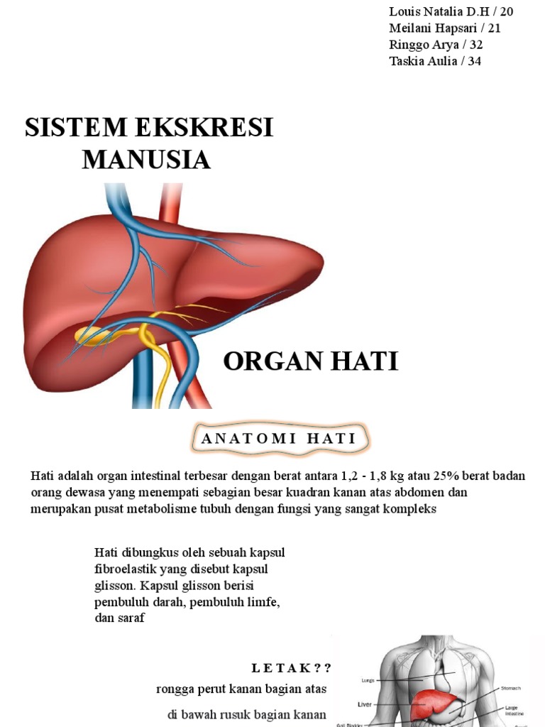 Sistem Eksresi Hati | PDF