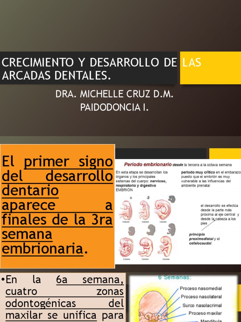 Desarrollo de Arcadas Dentales | PDF | Boca | Anatomia dental