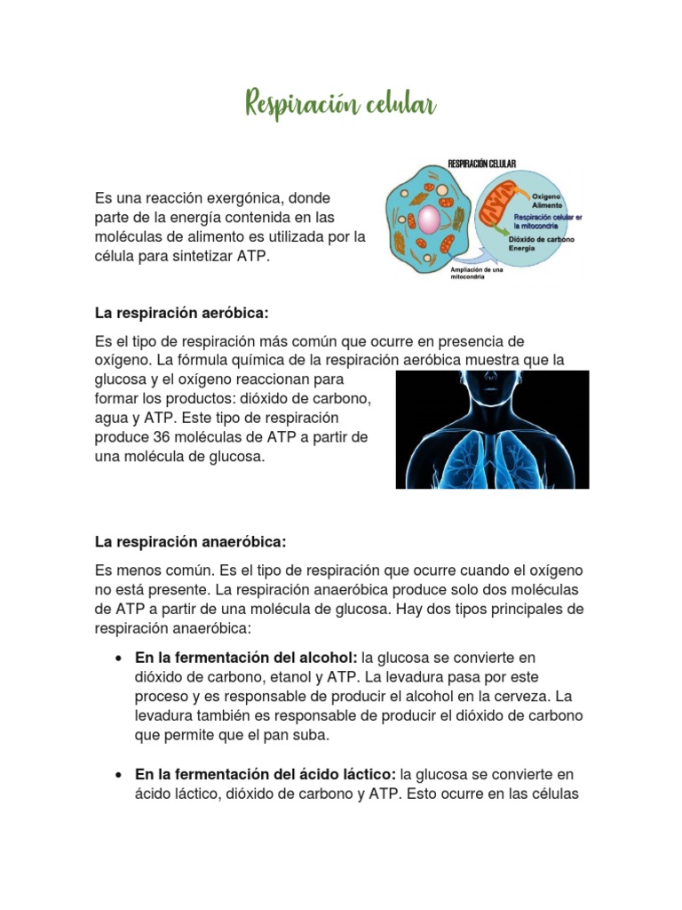 Respiración Celular | PDF
